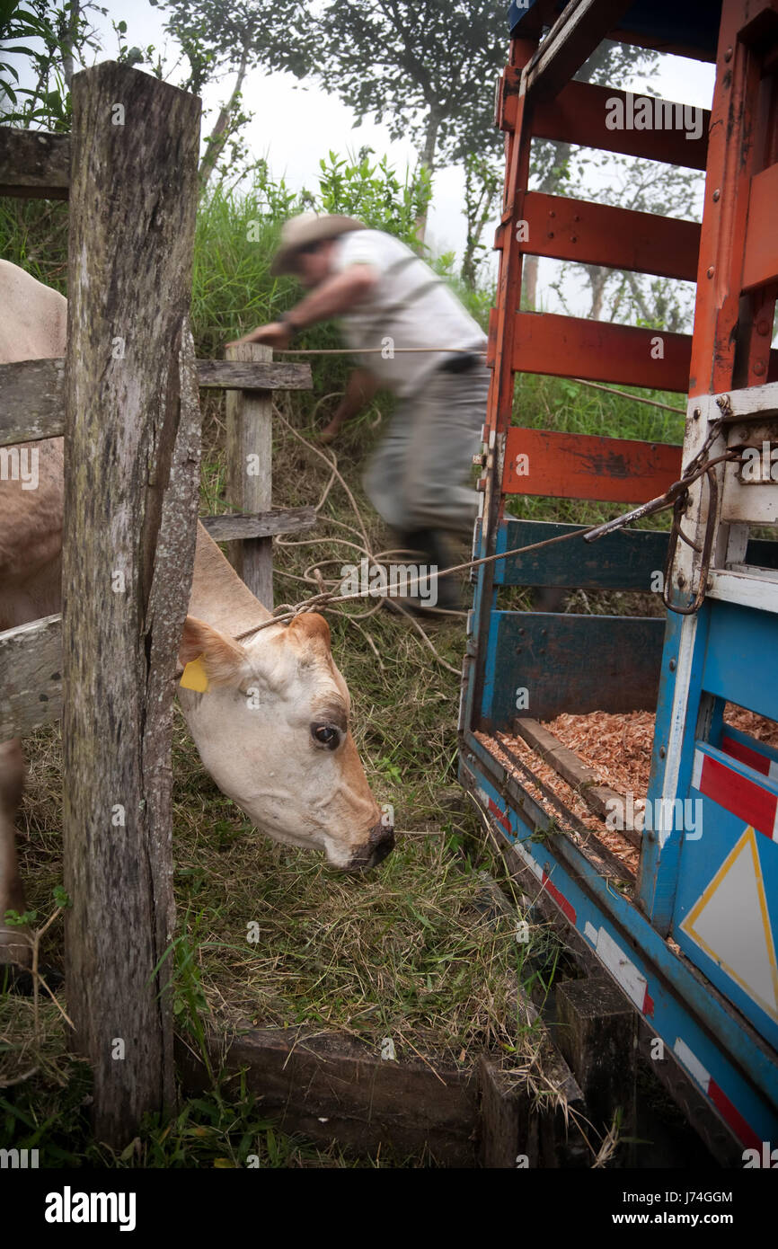 fog cow farm cowboy foggy country meadow grass lawn green forest humans ...