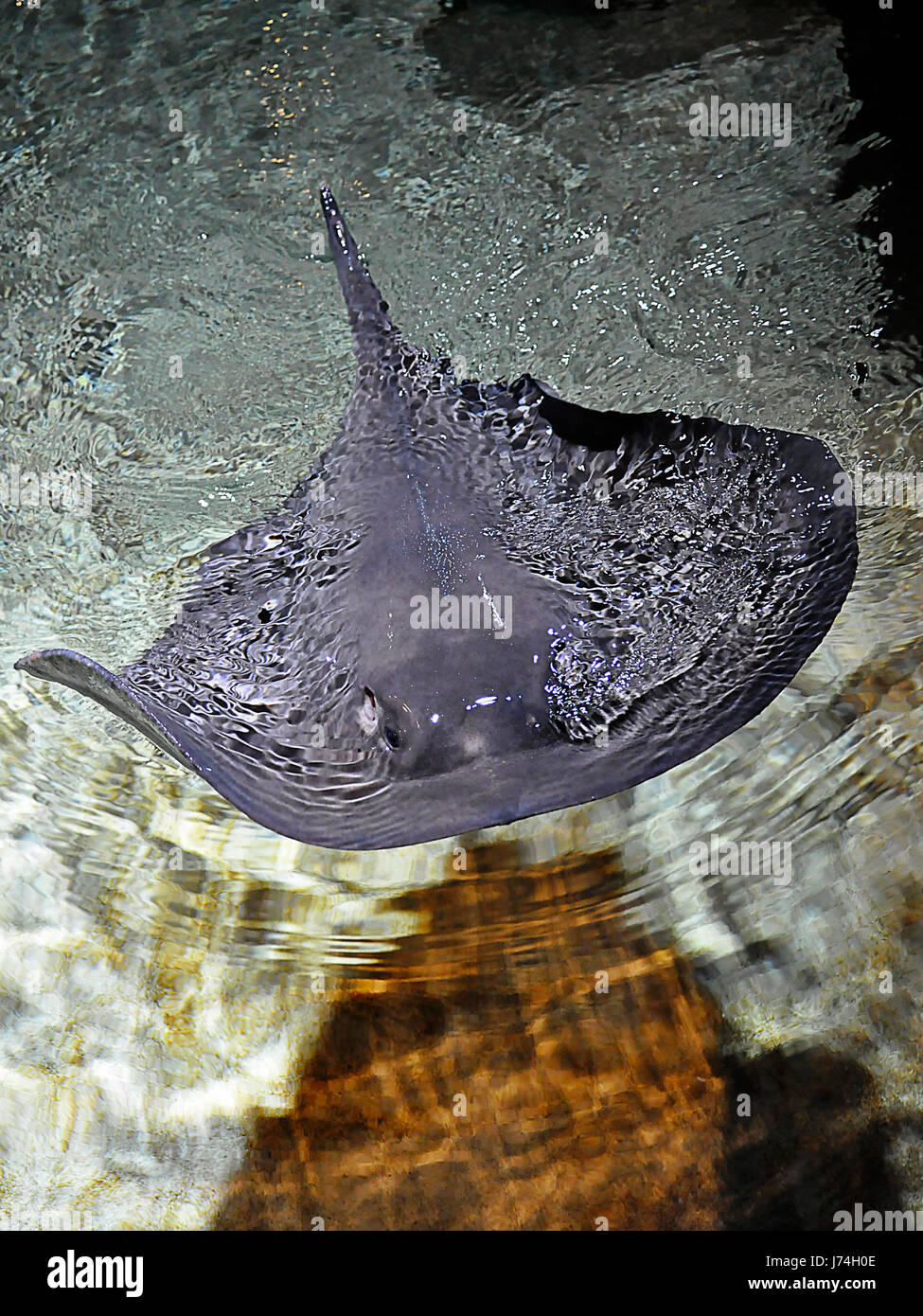 fish waves skate stingray salt water sea ocean water fish waves skate ...