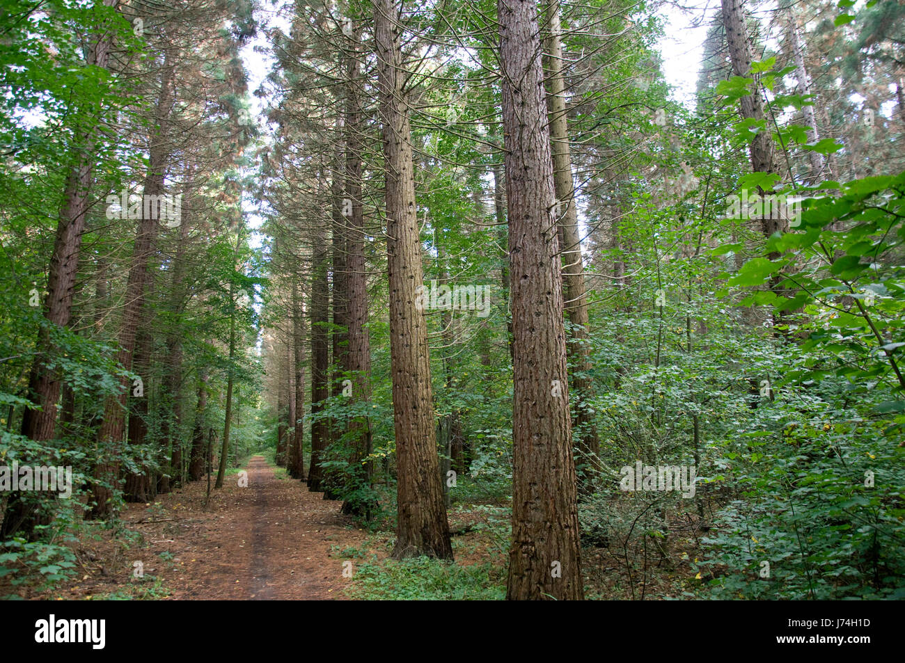 Pinewood with hi-res stock photography and images - Alamy