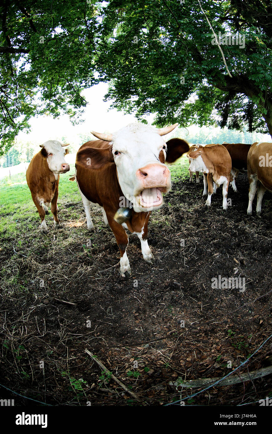 Shouting cow hi-res stock photography and images - Alamy