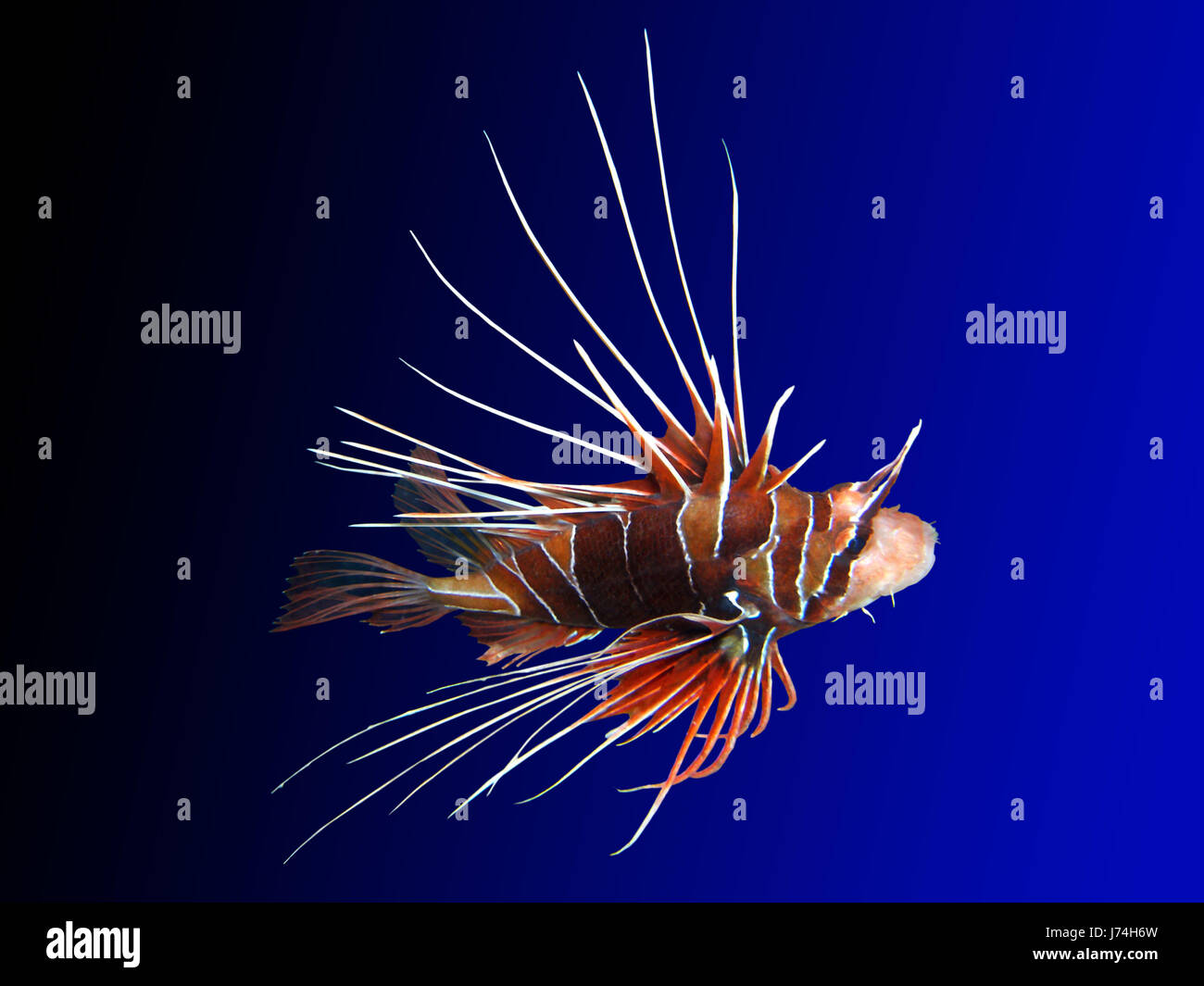 shine shines bright lucent light serene luminous fish prickle luxury ...