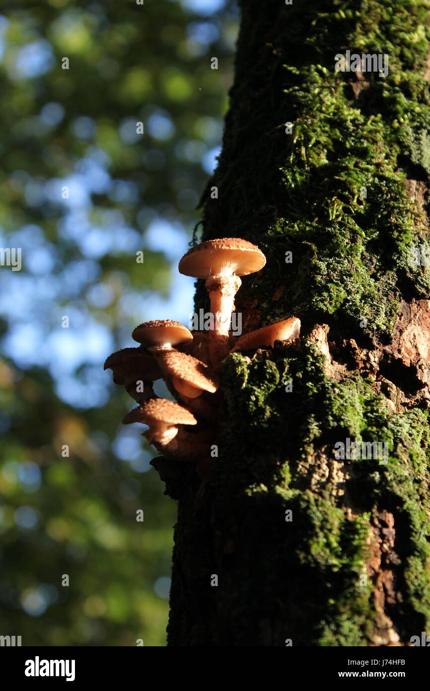 beautiful beauteously nice tree trees mushroom fungus forest shine ...