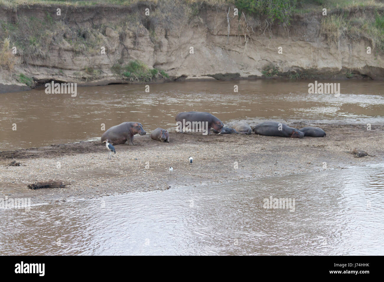 hippopotamus hippo familiy family river water danger travel animal ...