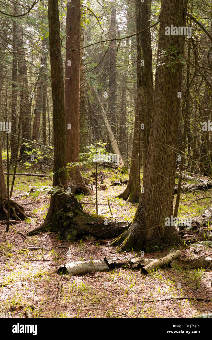 Cedar trees; The Ridges Sanctuary, Baileys Harbor, Wisconsin Stock ...
