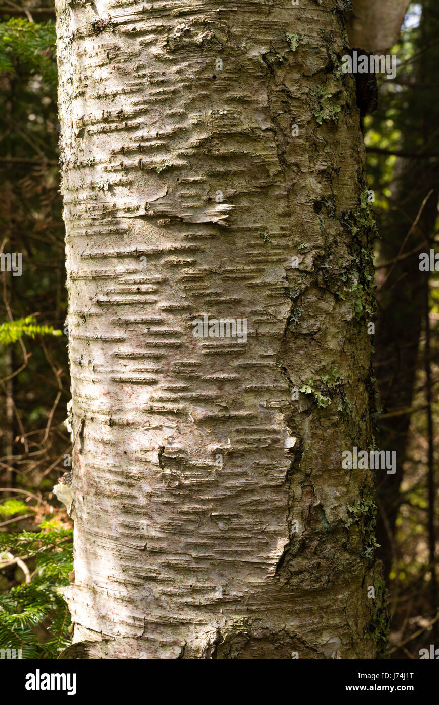 Detail view of a birch tree, Door County, Wisconsin Stock Photo - Alamy