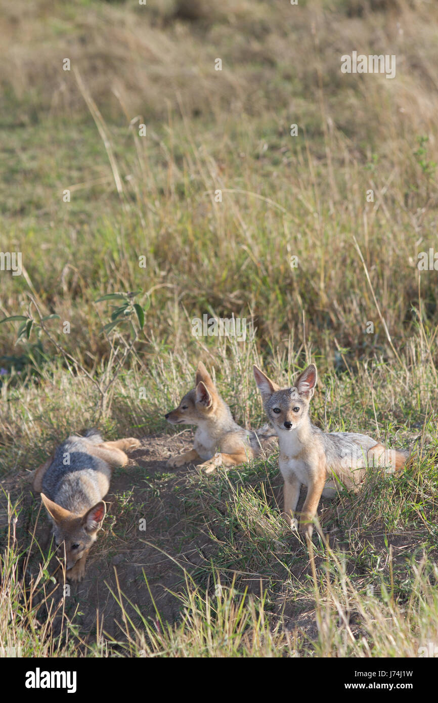 savannah small tiny little short cub baby jackal young younger birth ...