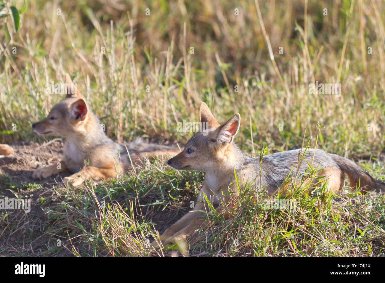 savannah small tiny little short cub baby jackal young younger birth ...