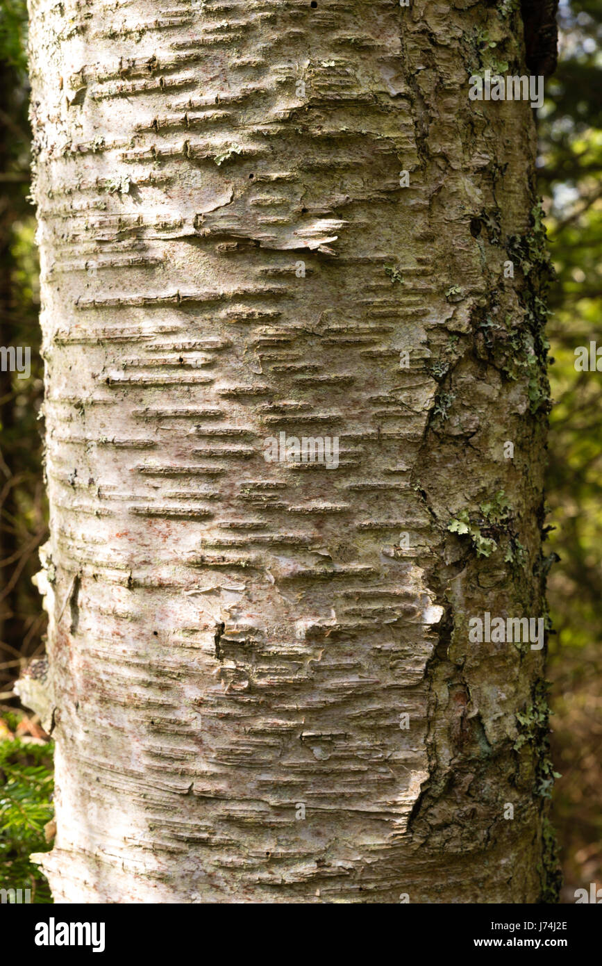 Detail view of a birch tree, Door County, Wisconsin Stock Photo - Alamy