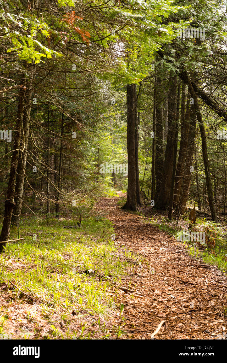 Pathway through cedars hi-res stock photography and images - Alamy