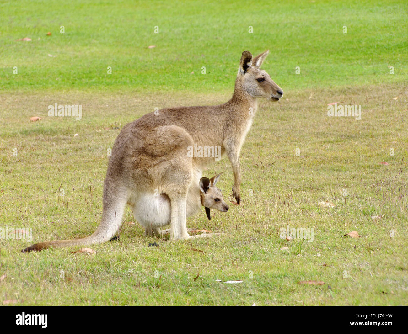 kangaroo with boys Stock Photo - Alamy