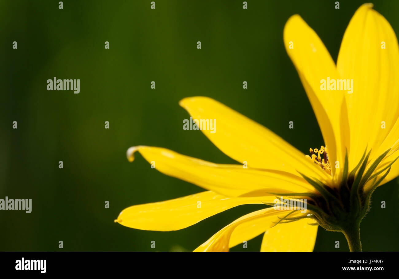 flower plant bloom blossom flourish flourishing petal late summer fall ...