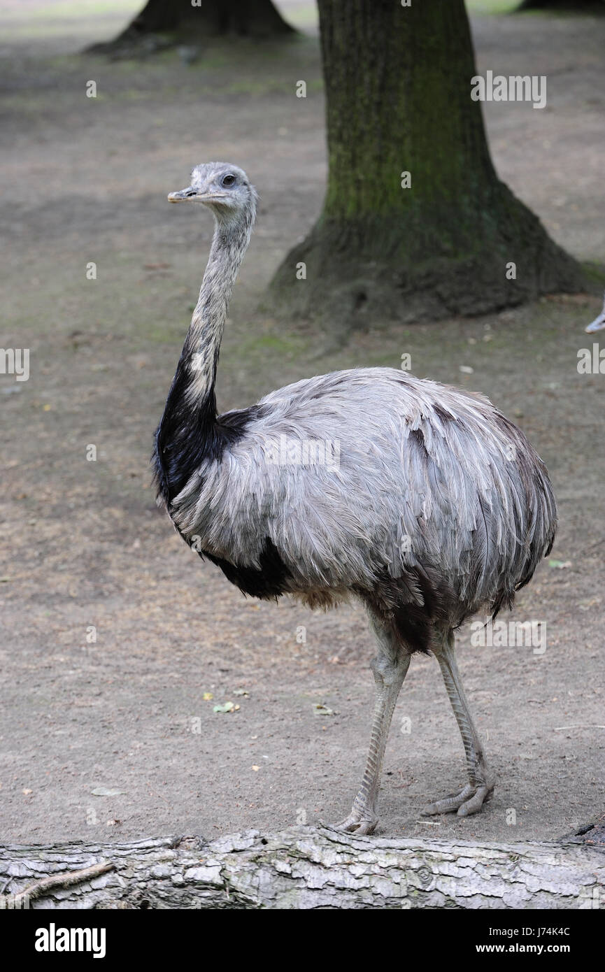 Long flat beak hi-res stock photography and images - Alamy