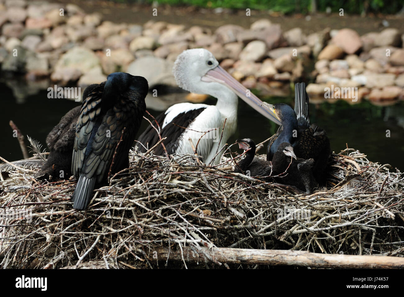 branches brood nest pelican breed-time young younger couple pair bird ...