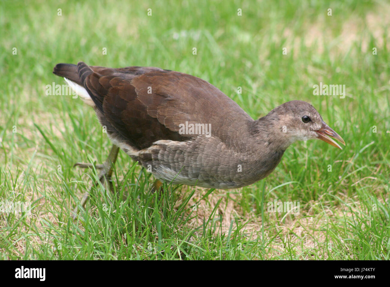 bird birds beak feathering beaks animal bird brown brownish brunette animals Stock Photo - Alamy