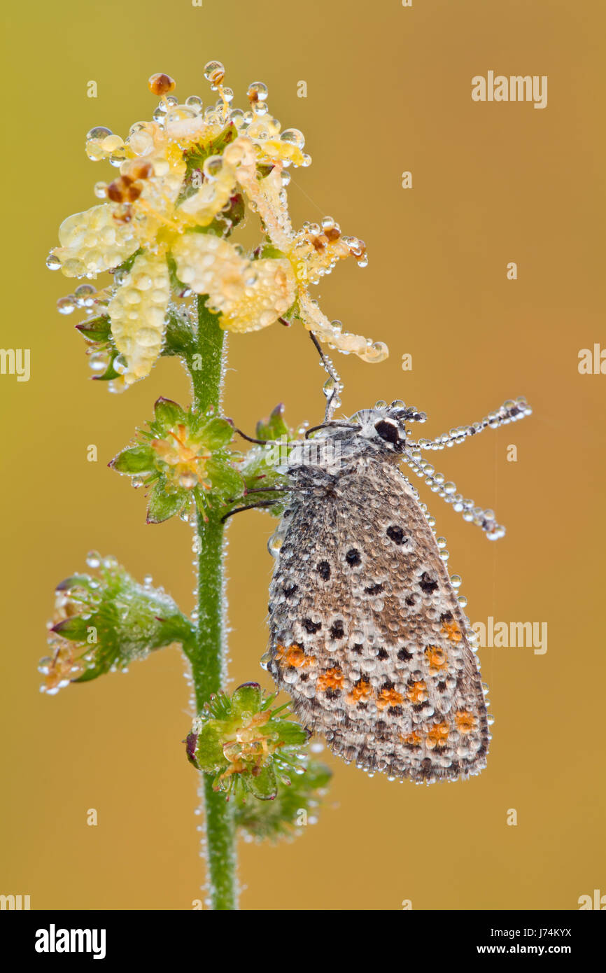 butterfly with dew drops Stock Photo - Alamy
