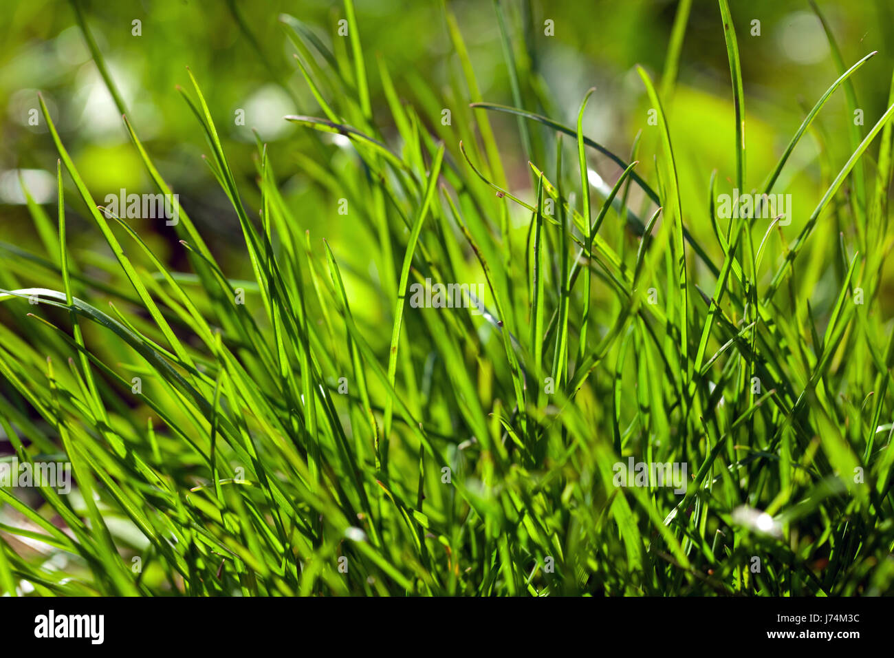 field summer summerly meadow grass lawn green nature plant beautiful ...