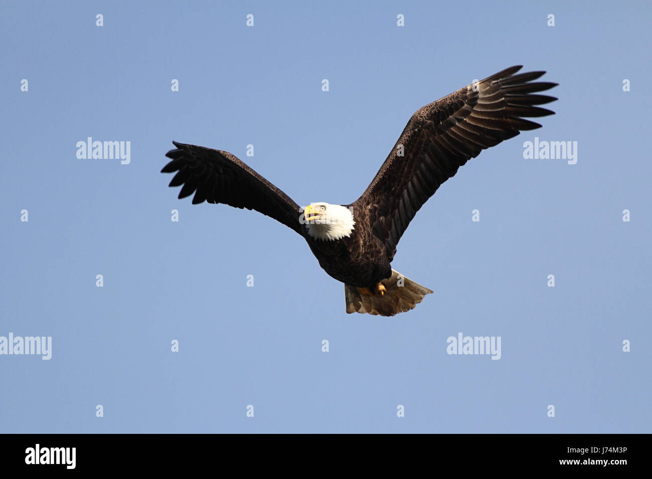 bird wild raptor birds of prey wildlife eagle hawks bald nature blue ...