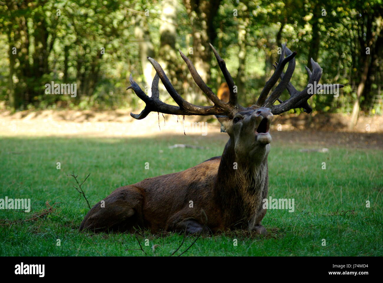 wild horns deer deer stag close season forest hart stag wild horns deer ...