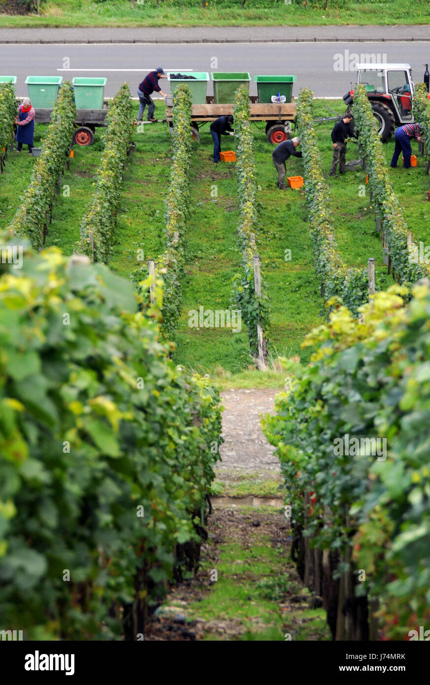 vintage terraces agriculture farming flora botany grapes cultivation of ...