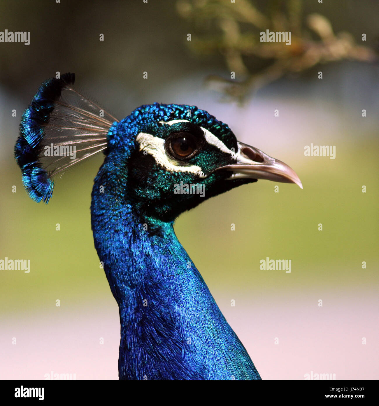 indian peafowl,pavo cristatus Stock Photo - Alamy