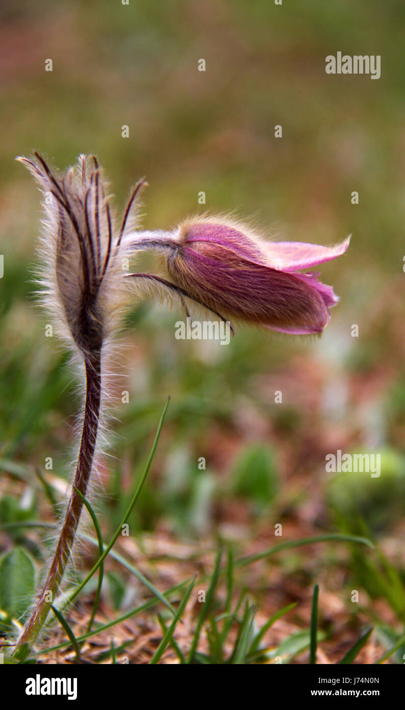 Hairy bloom hi-res stock photography and images - Alamy