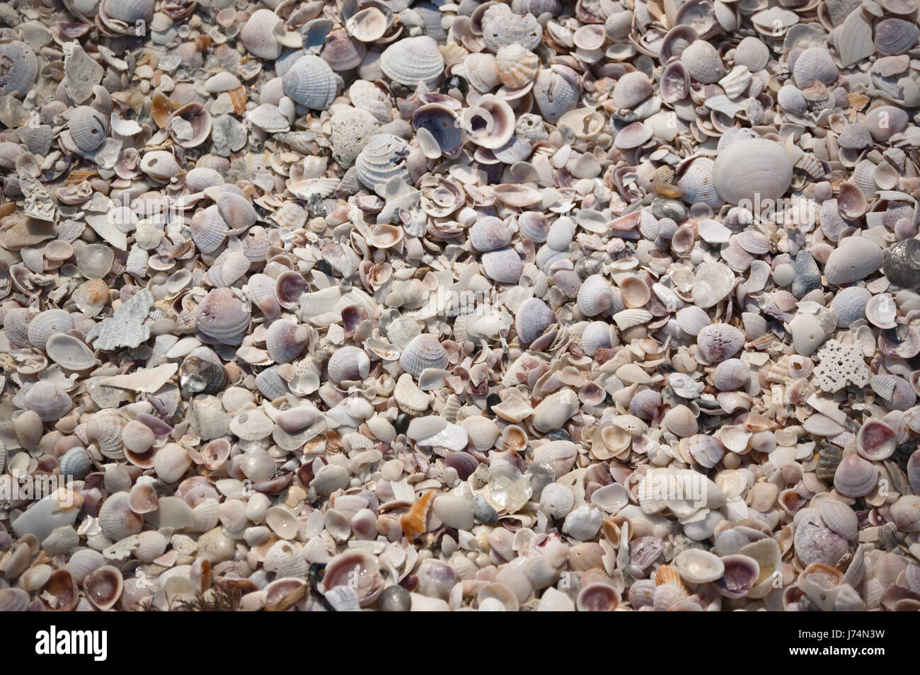 beach seaside the beach seashore salt water sea ocean water shells ...