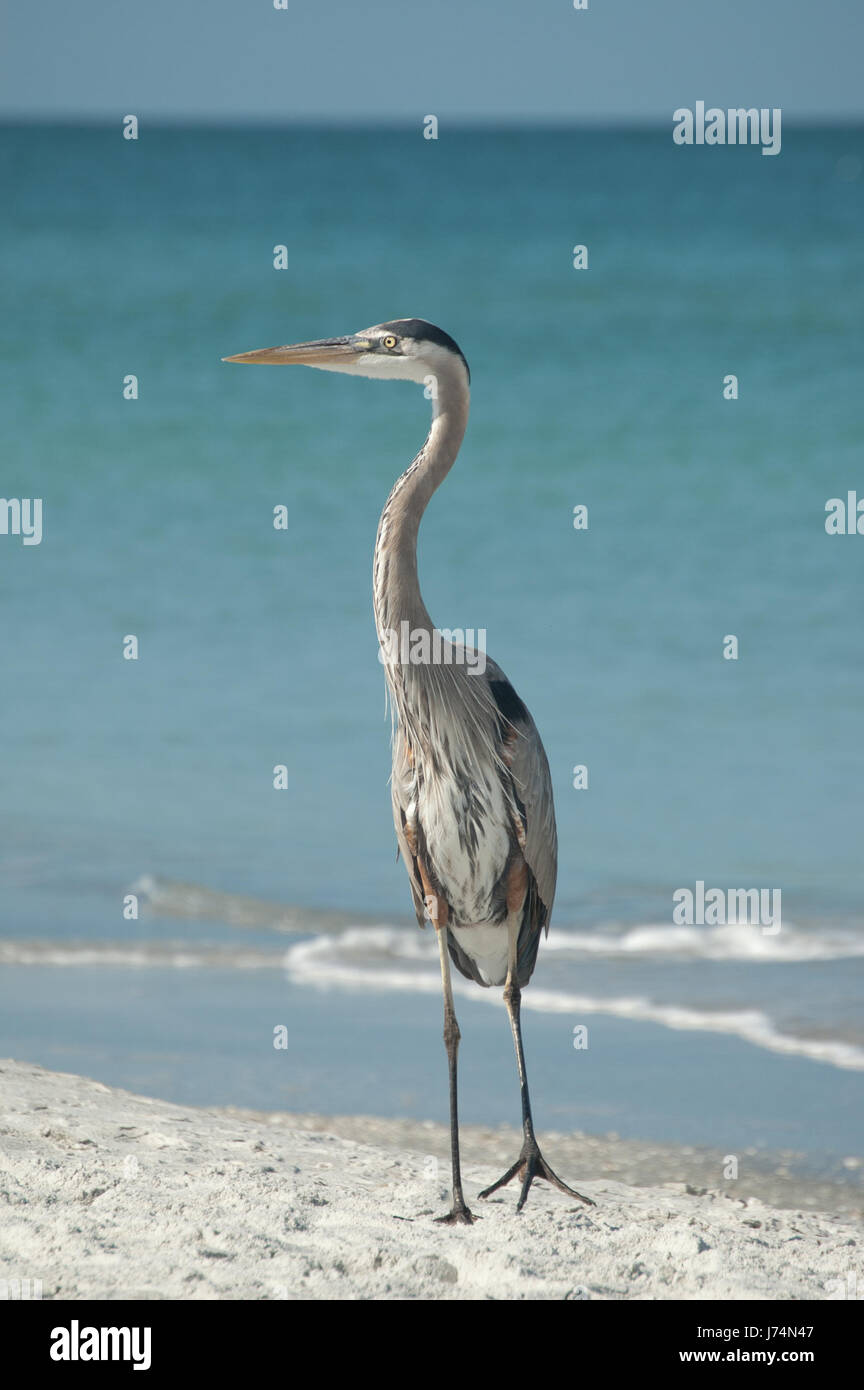 bird beach seaside the beach seashore wildlife blue horizon animal bird ...