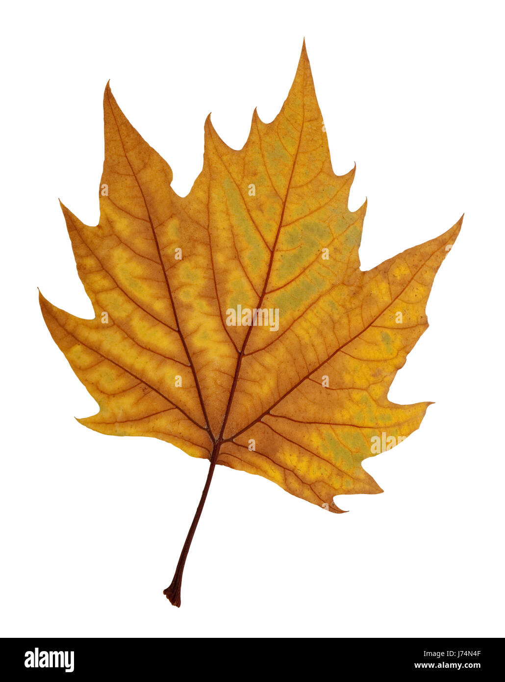 Which included Cut Out Stock Images & Pictures - Alamy