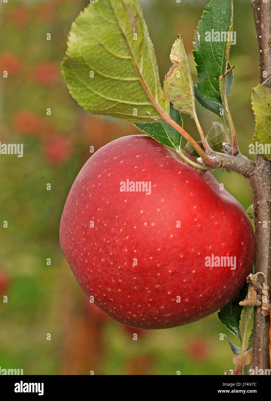 Red ground fruit hi-res stock photography and images - Alamy