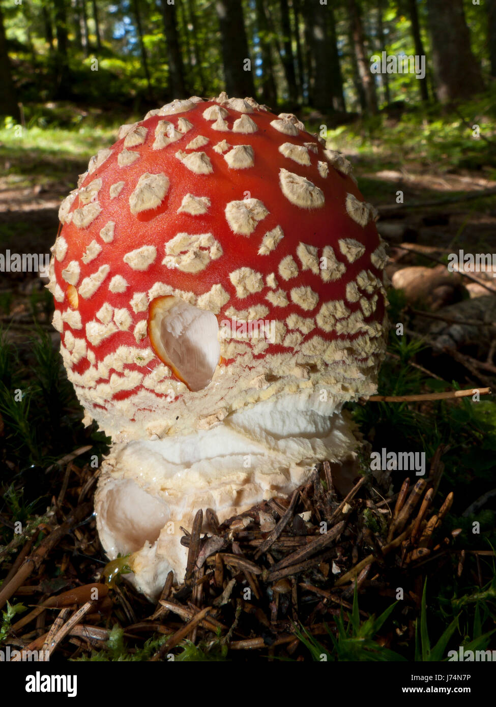 beautiful little toadstool Stock Photo - Alamy