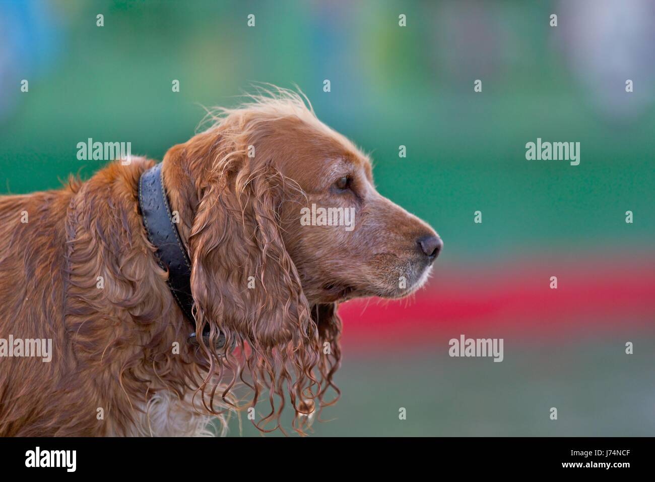 animal pet eyes dog dreaming animal pet green eyes look glancing see ...