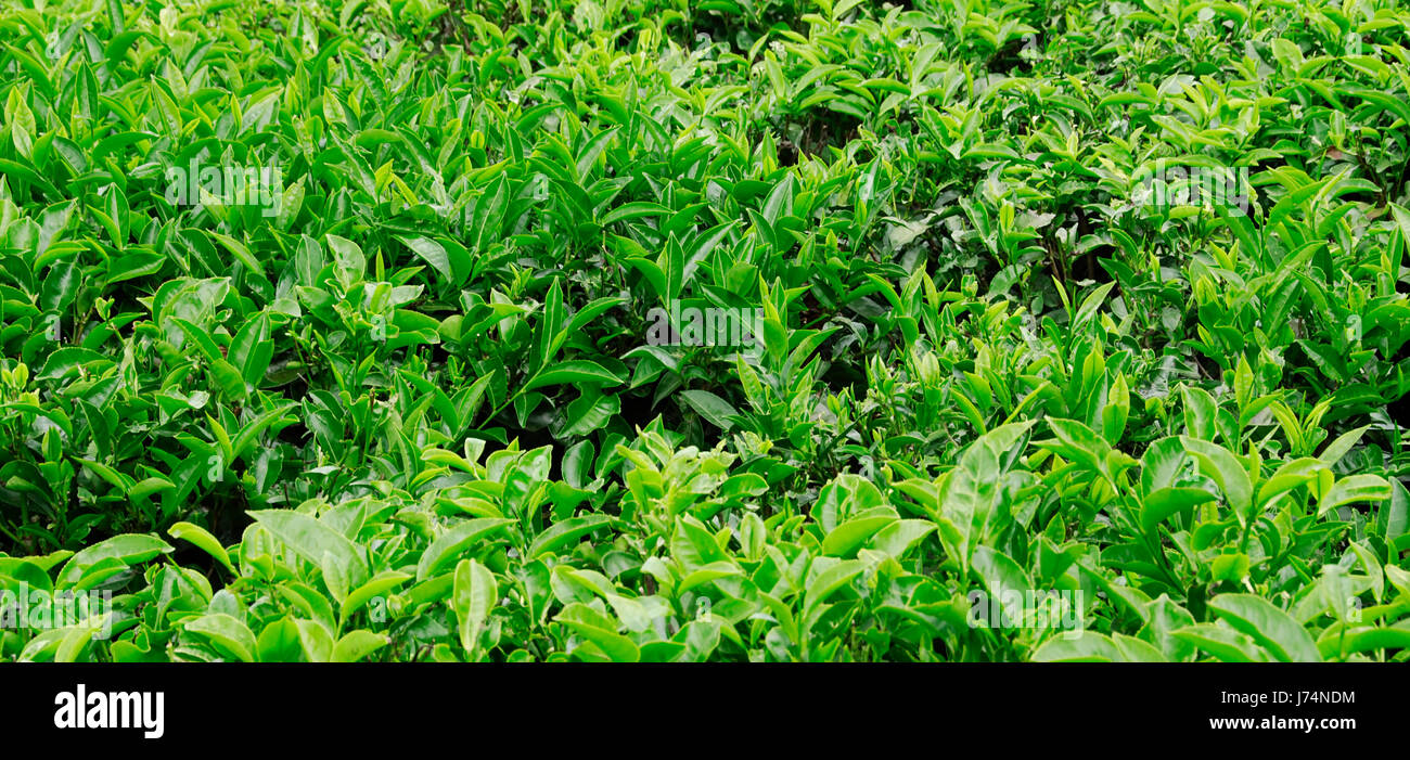 tea leaves plantation backdrop background foliage tea leaf detail drink ...