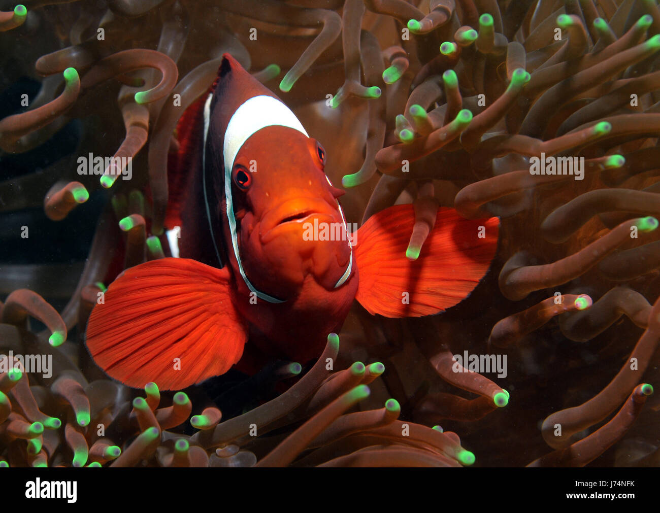 dive clown fish nemo anemone asia bali indonesia fish underwater ...