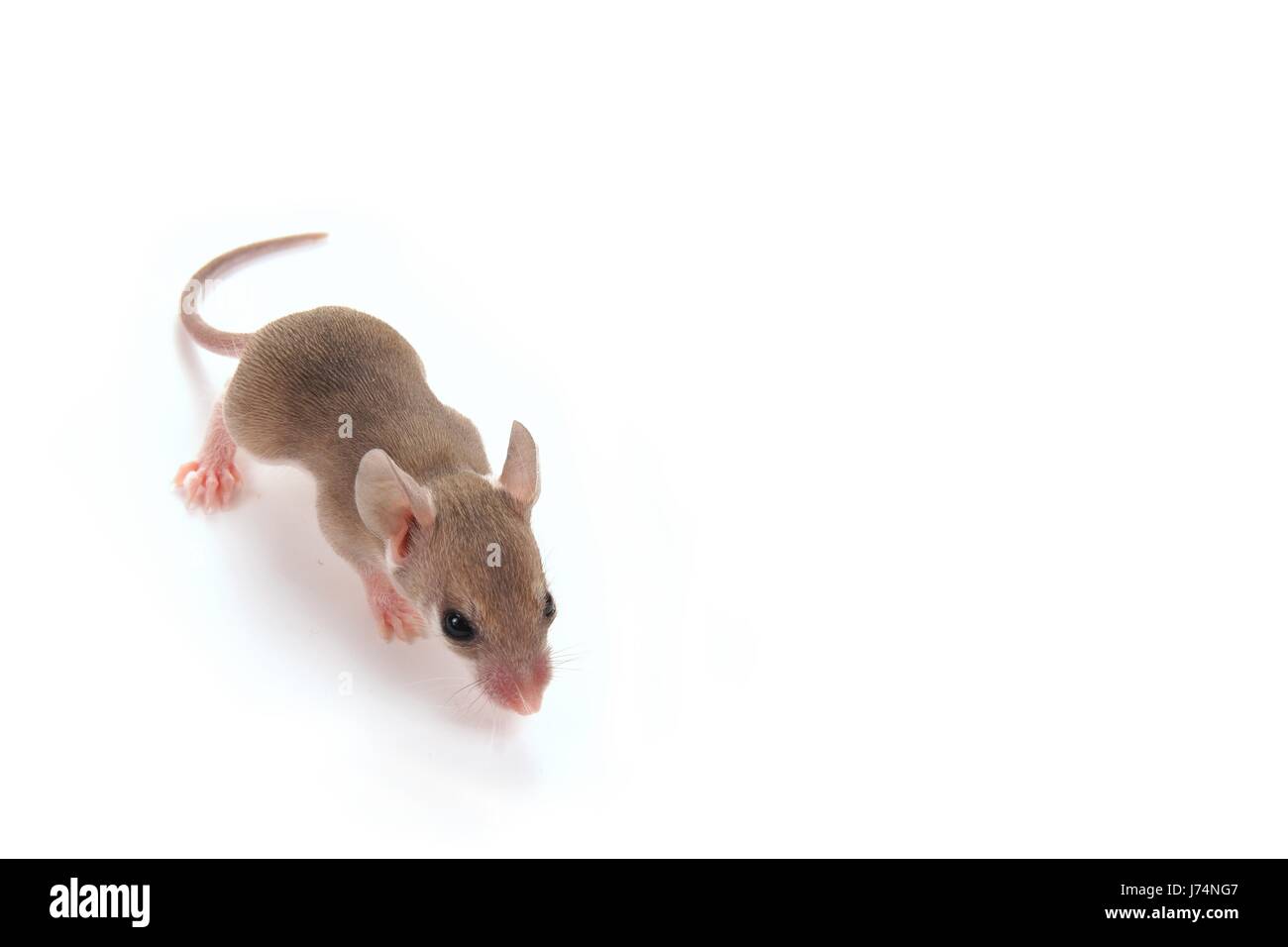 Musebaby hi-res stock photography and images - Alamy