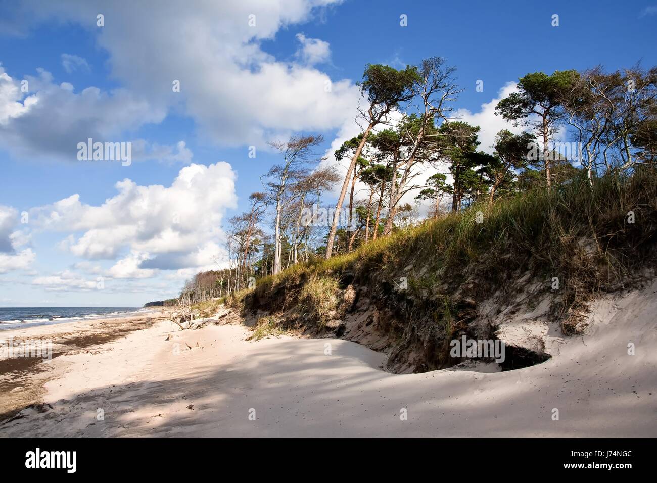 tree beach seaside the beach seashore water baltic sea salt water sea ...