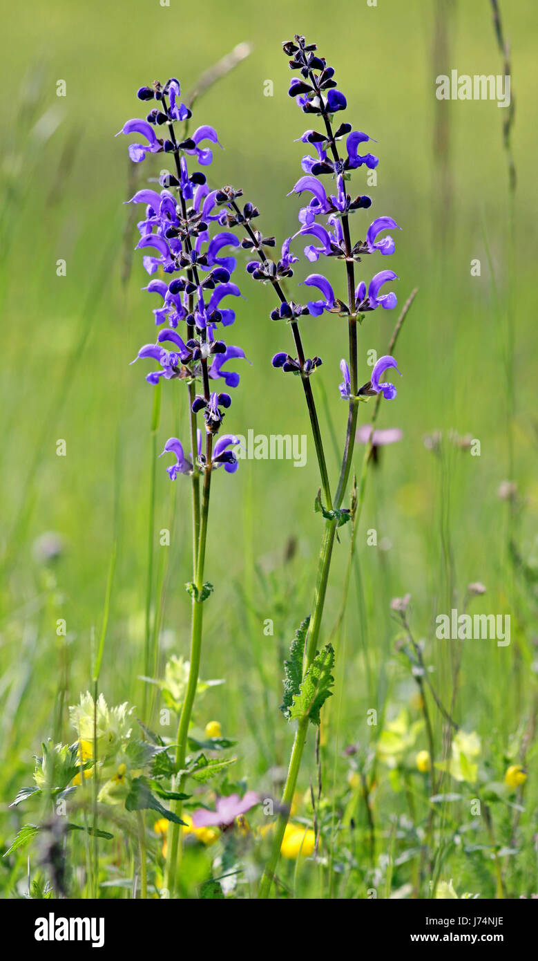 blue sage blue flower plant flora botany blossoms sage native bleed ...