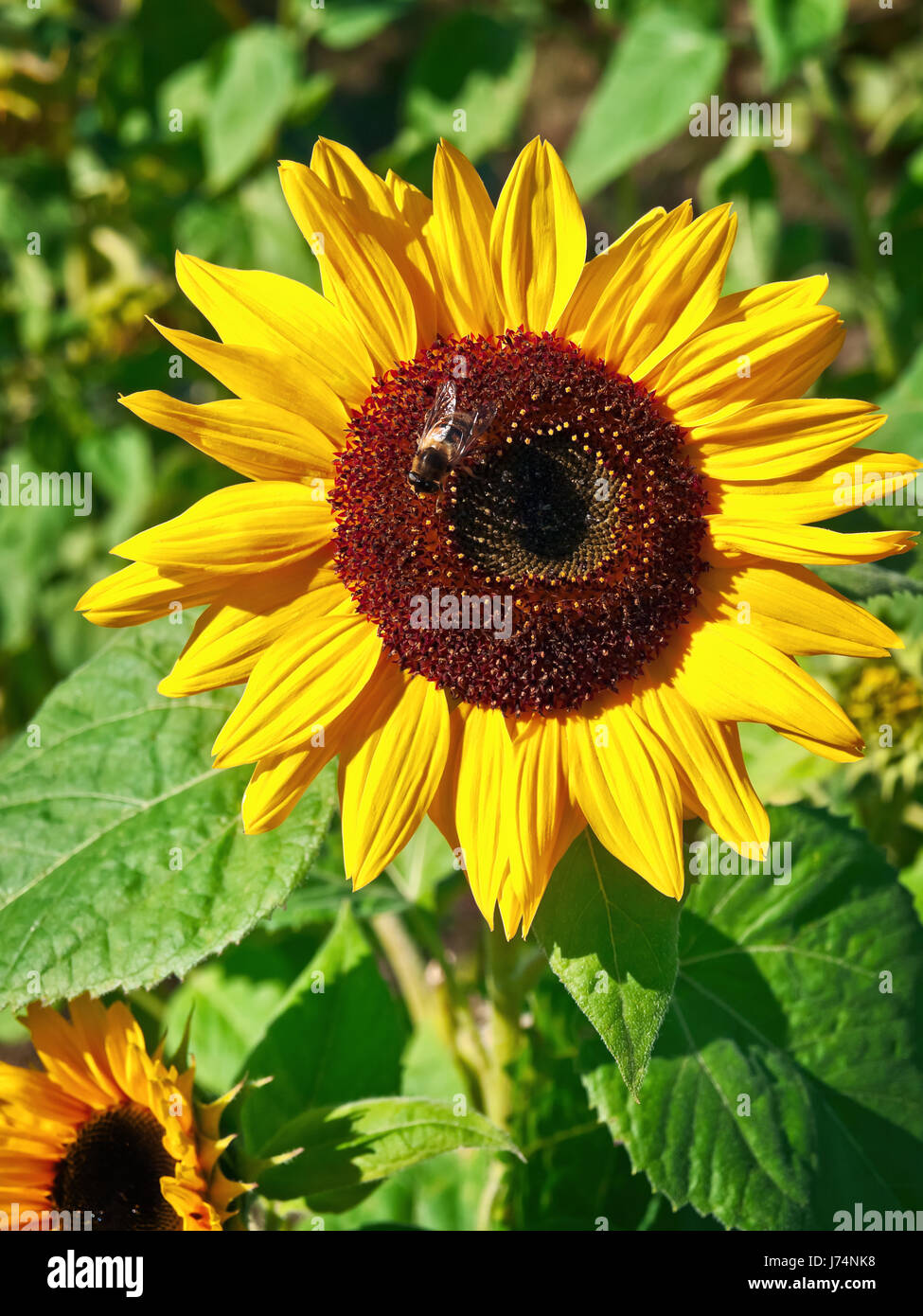 flower plant sunflower agricultural environment enviroment garden ...