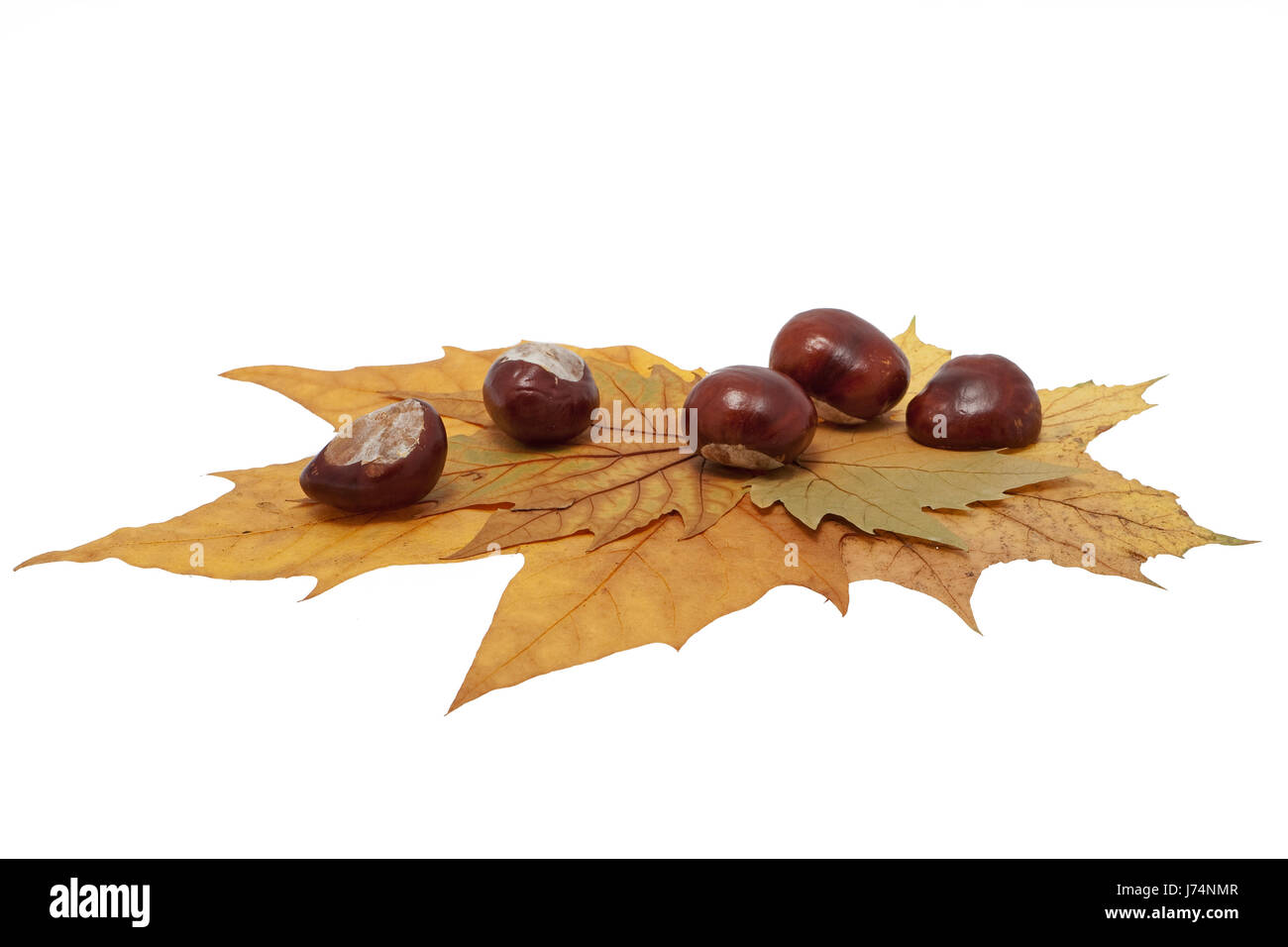 leaves foliage chestnut fall autumn flora autumnal maple nut season ...