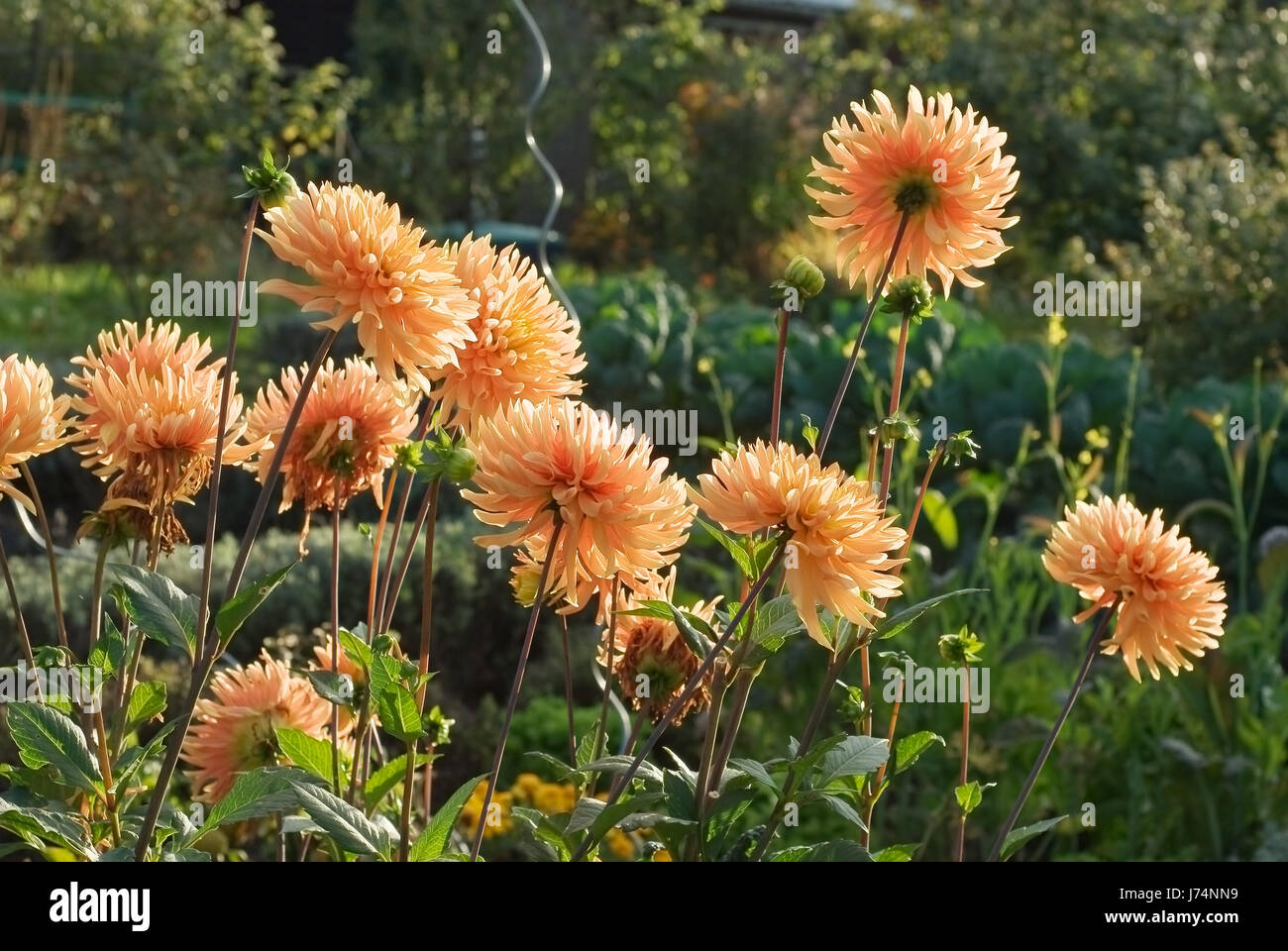 garden bloom blossom flourish flourishing flower flowers plant ...