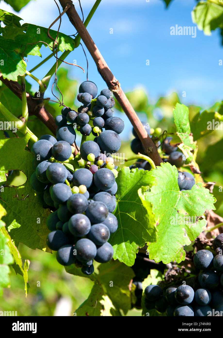 grapes lust addiction tendency vineyard vines common grape vines winery bunches Stock Photo - Alamy