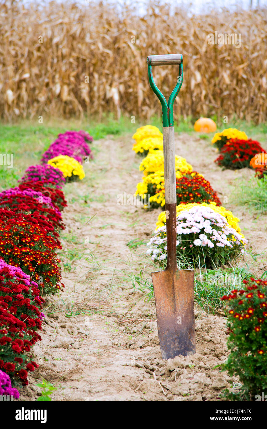 agriculture farming flower flowers plant harvest farm shovel rural ...