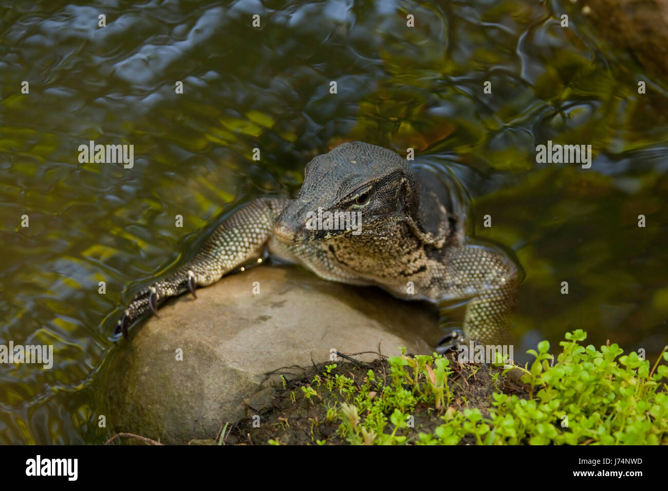 saurian animal asia lizard asiatic reptiles tropical cold blooded water ...