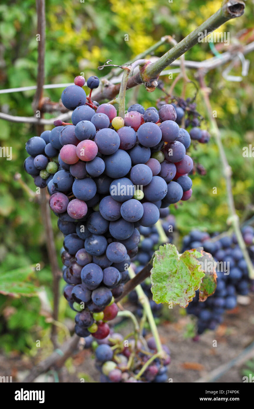 fruit vine grape vine grape-vine drunken alcoholized intoxicated primed ...