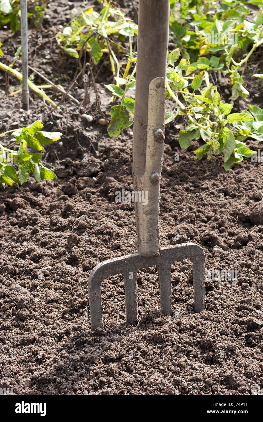 self supporter potato growing potato potatoe garden green summer ...