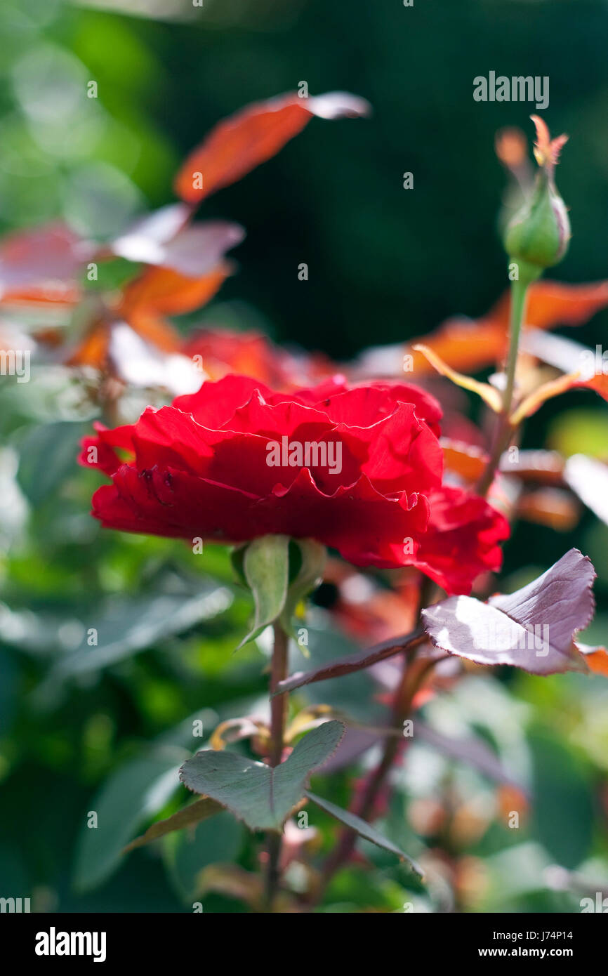 garden flower rose plant green leaves small tiny little short delicate ...