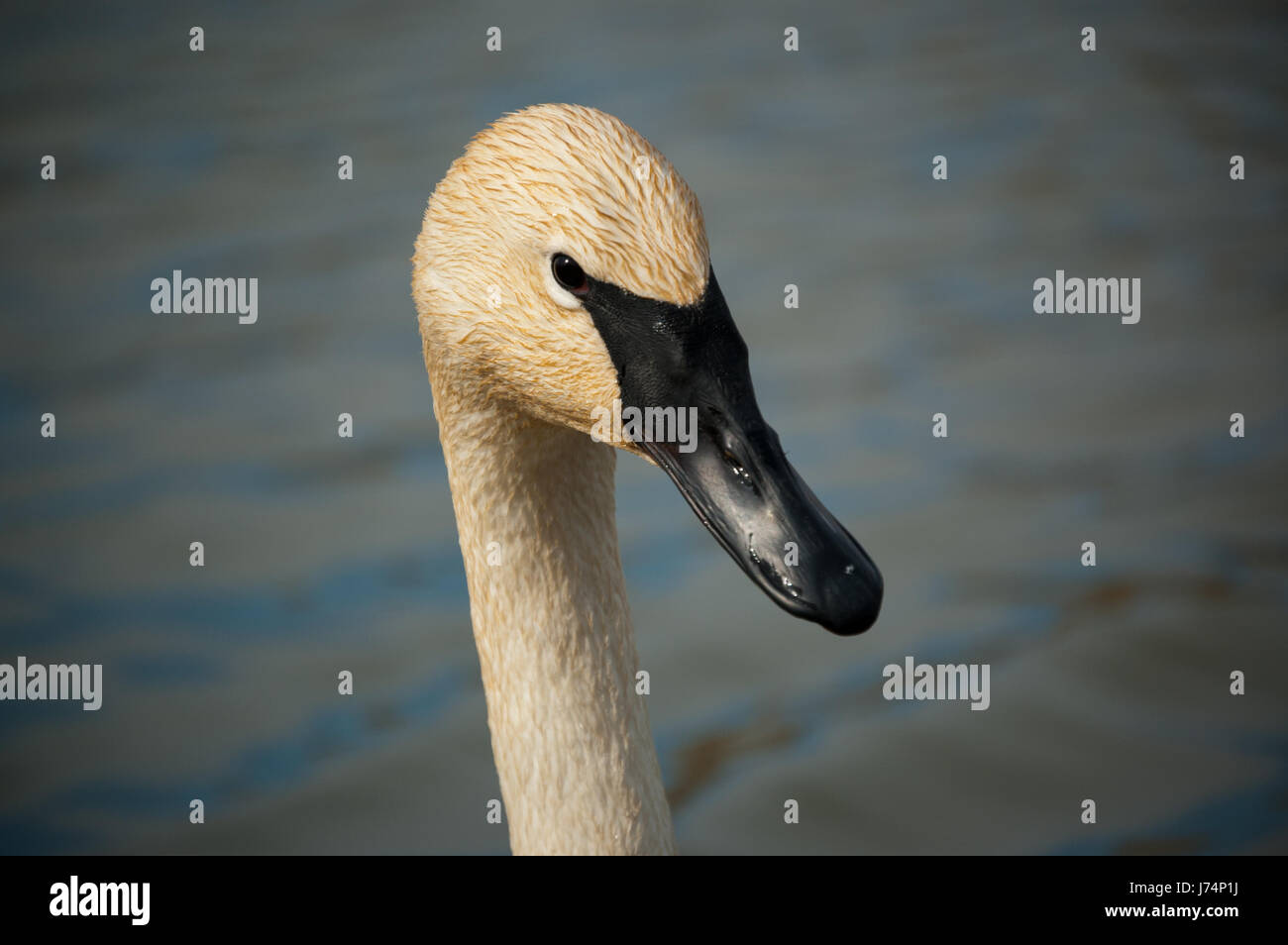 bird swan wildlife animal bird black swarthy jetblack deep black swan ...