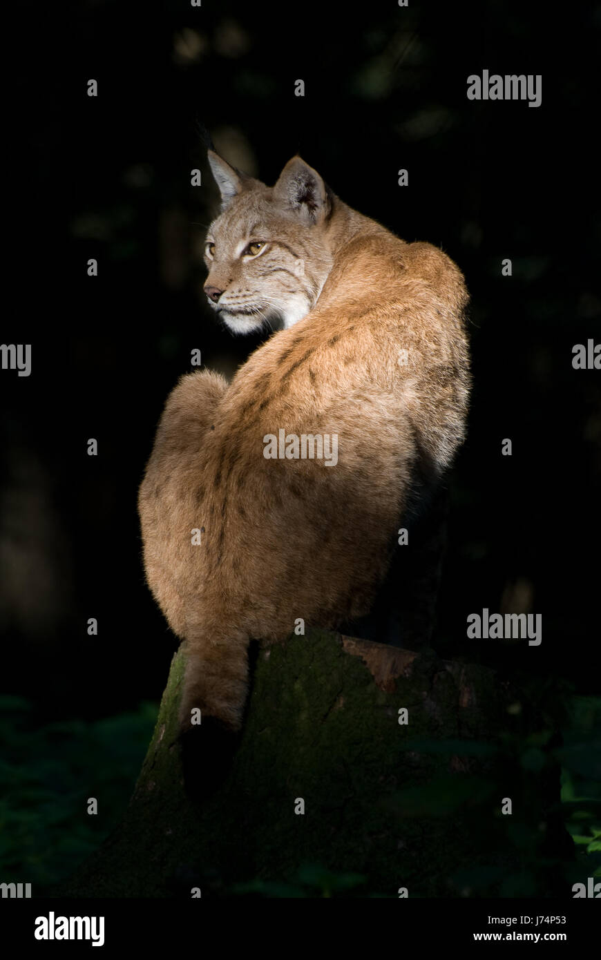 lynx in the evening light Stock Photo - Alamy