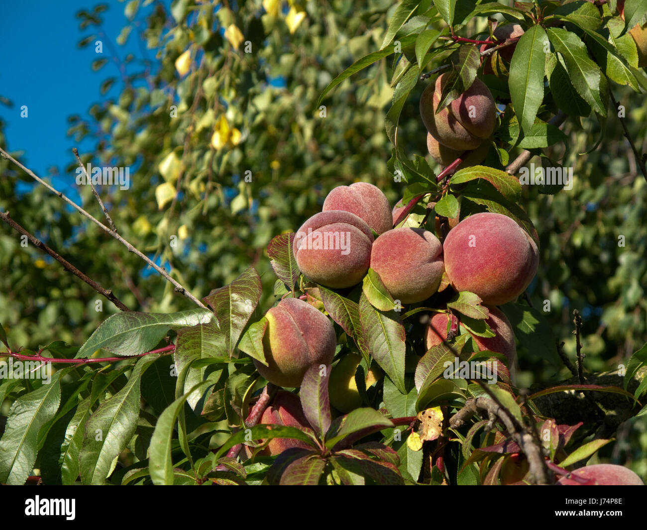 food aliment flora fruit peach eating eat eats peaches orange leaf ...