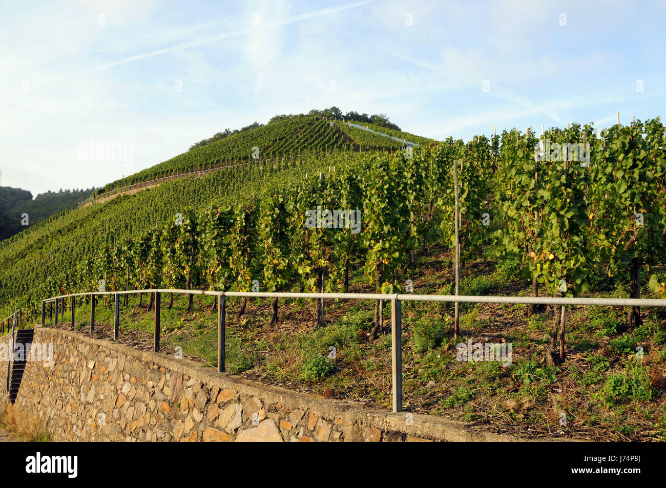terraces slate vine grape vine grape-vine agriculture farming flora ...