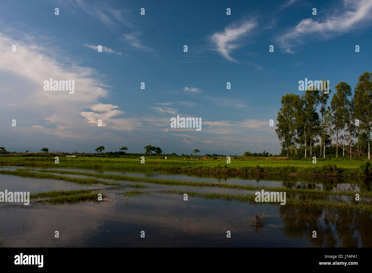 Beautiful landscape of Dahuk Riverbank at Tetulia. Panchagarh ...